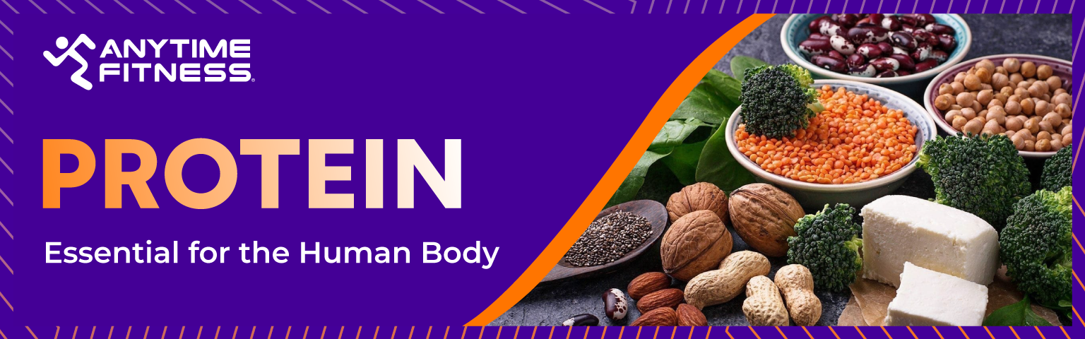 Protein-Essential-for-the-Human-Body - Anytime Fitness